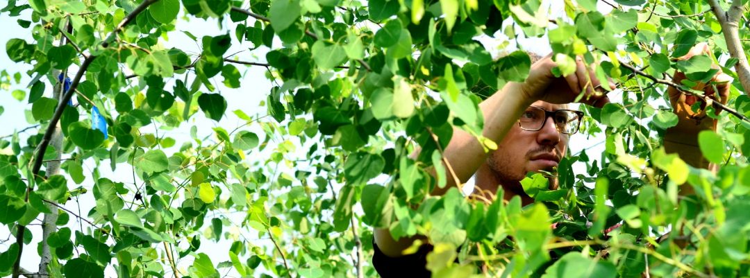 Graduate Study Overview – UW Entomology