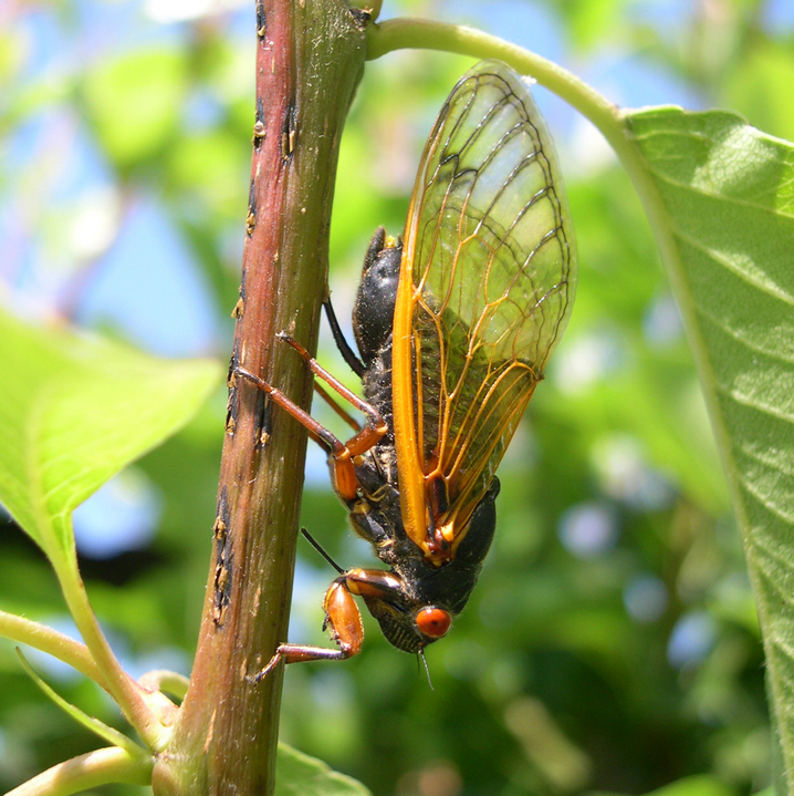 Introducing the Wisconsin Periodical Cicada Website – UW Entomology
