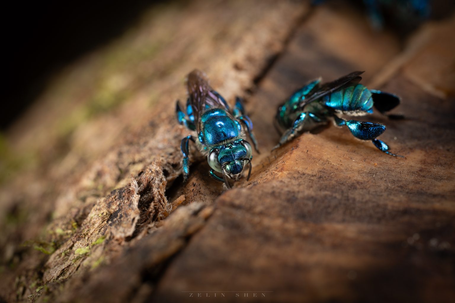 UW Entomology – University of Wisconsin-Madison